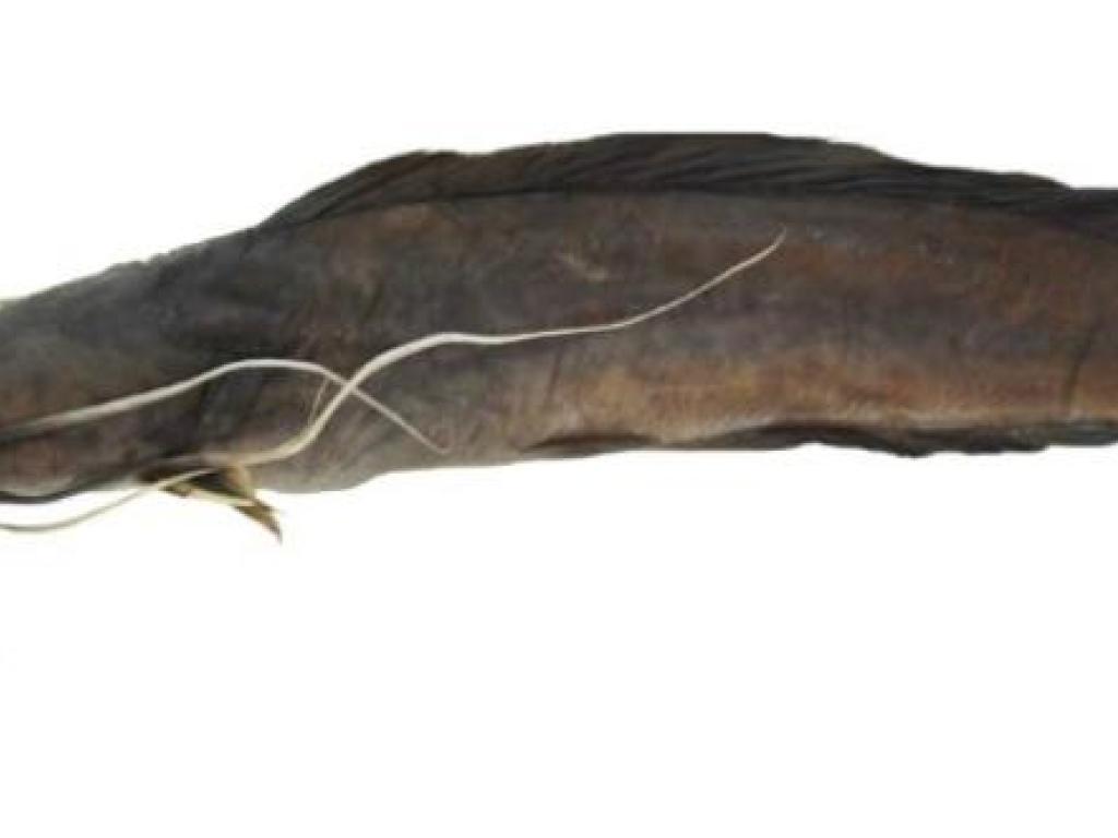 Le plus grand site d'information en république démocratique du congo